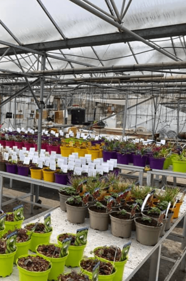 Visit to Darwin Nurseries in Teversham at Darwin Nurseries & Farm Shop ...
