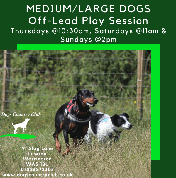 Medium & Large Dogs Off-Lead Play Session at Dogs Country Club event ...