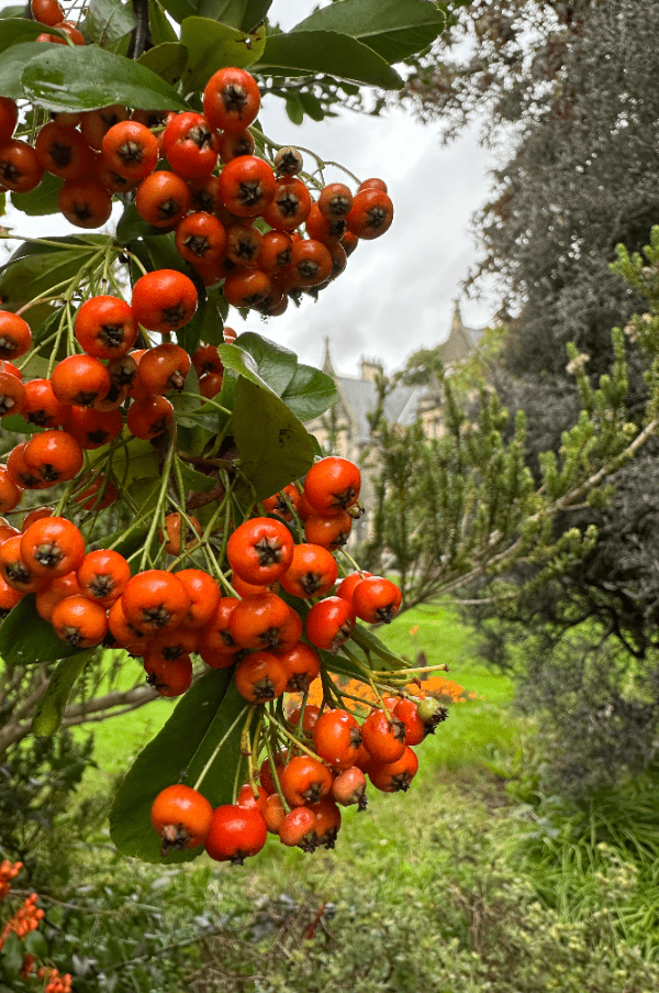 Autumn Colour Walk at Insole Court event tickets from TicketSource