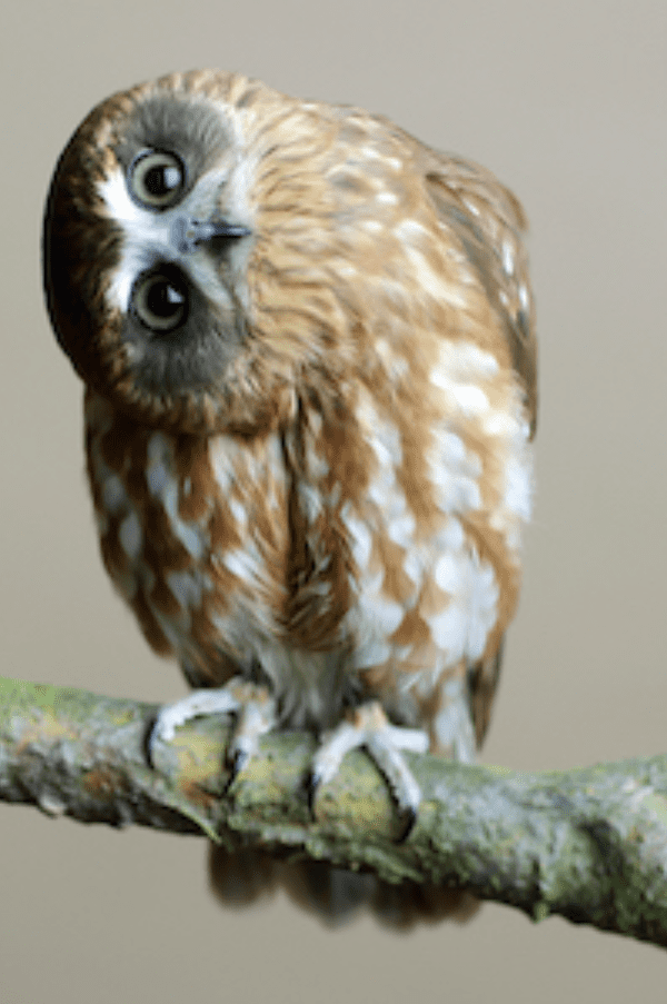 An Evening with Owls at Thoresby Park Riding Hall event tickets from ...