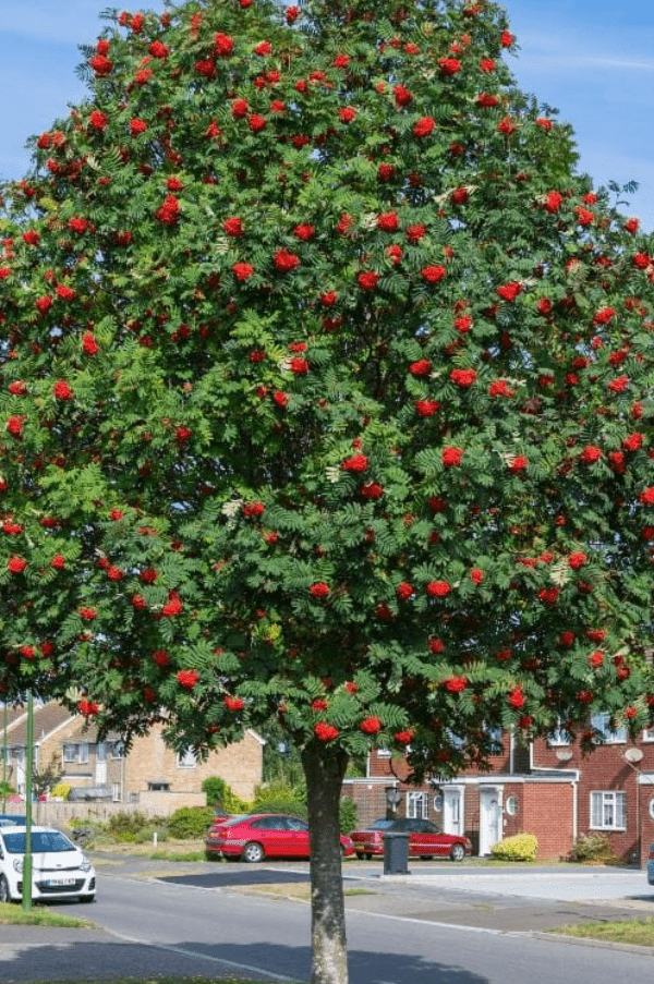 Garden Forest Tree Collection - Friday, 2nd December 2022 (9am - 10am ...