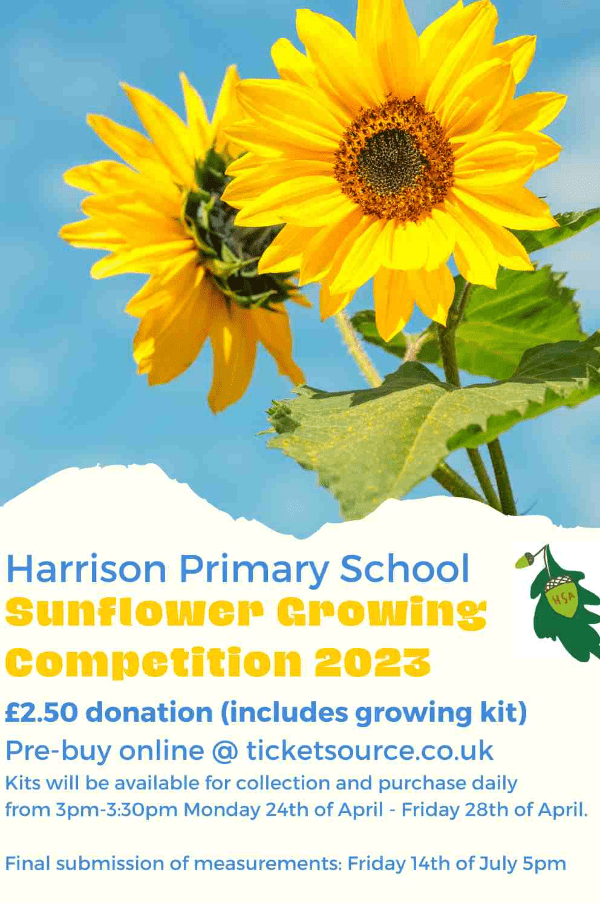 Harrison Primary School Sunflower Growing Competition 2023 at Harrison ...