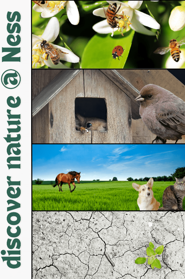 Discover Nature @ Ness: Animals at Ness Botanic Gardens event tickets ...